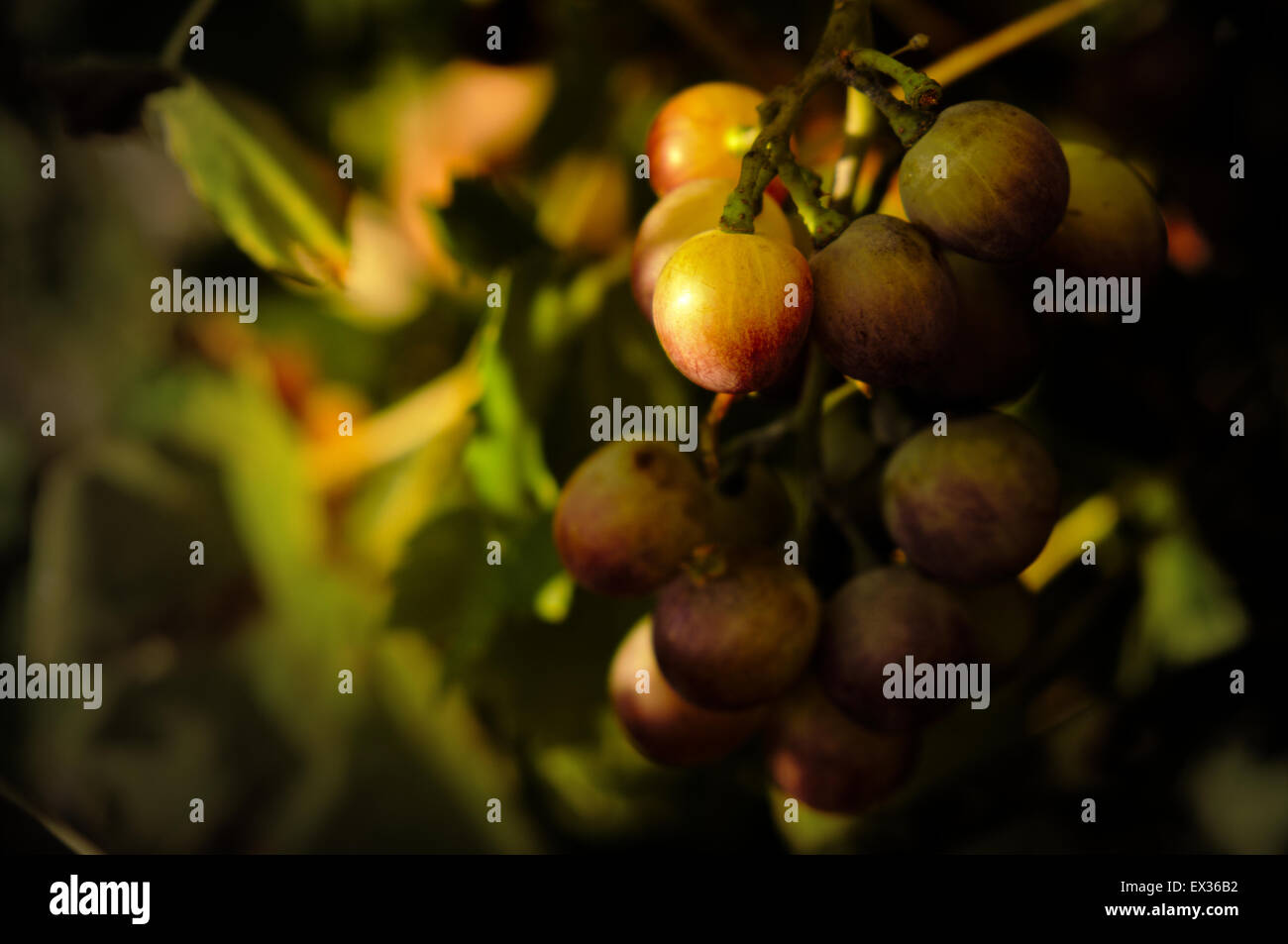 Shy Grapes hanging on the tree Stock Photo - Alamy