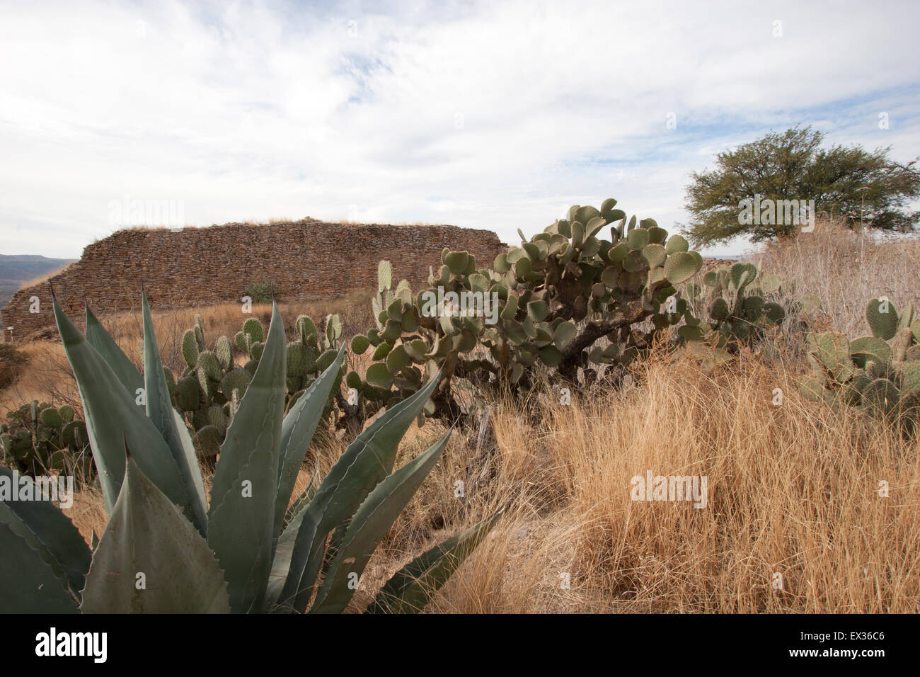 A variety of cactus thrive on the high Zacatecas plateau of north ...