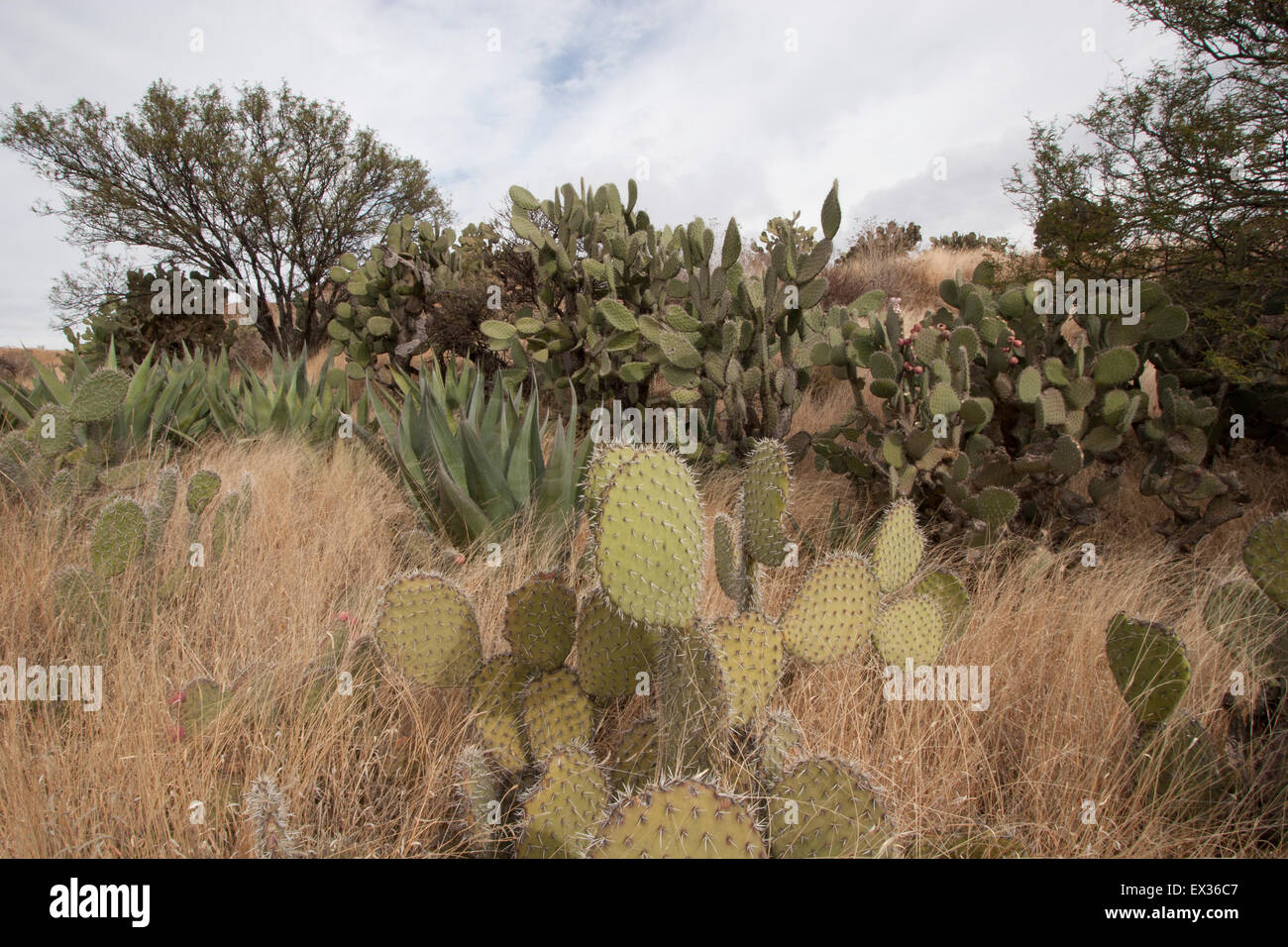 A variety of cactus thrive on the high Zacatecas plateau of north ...
