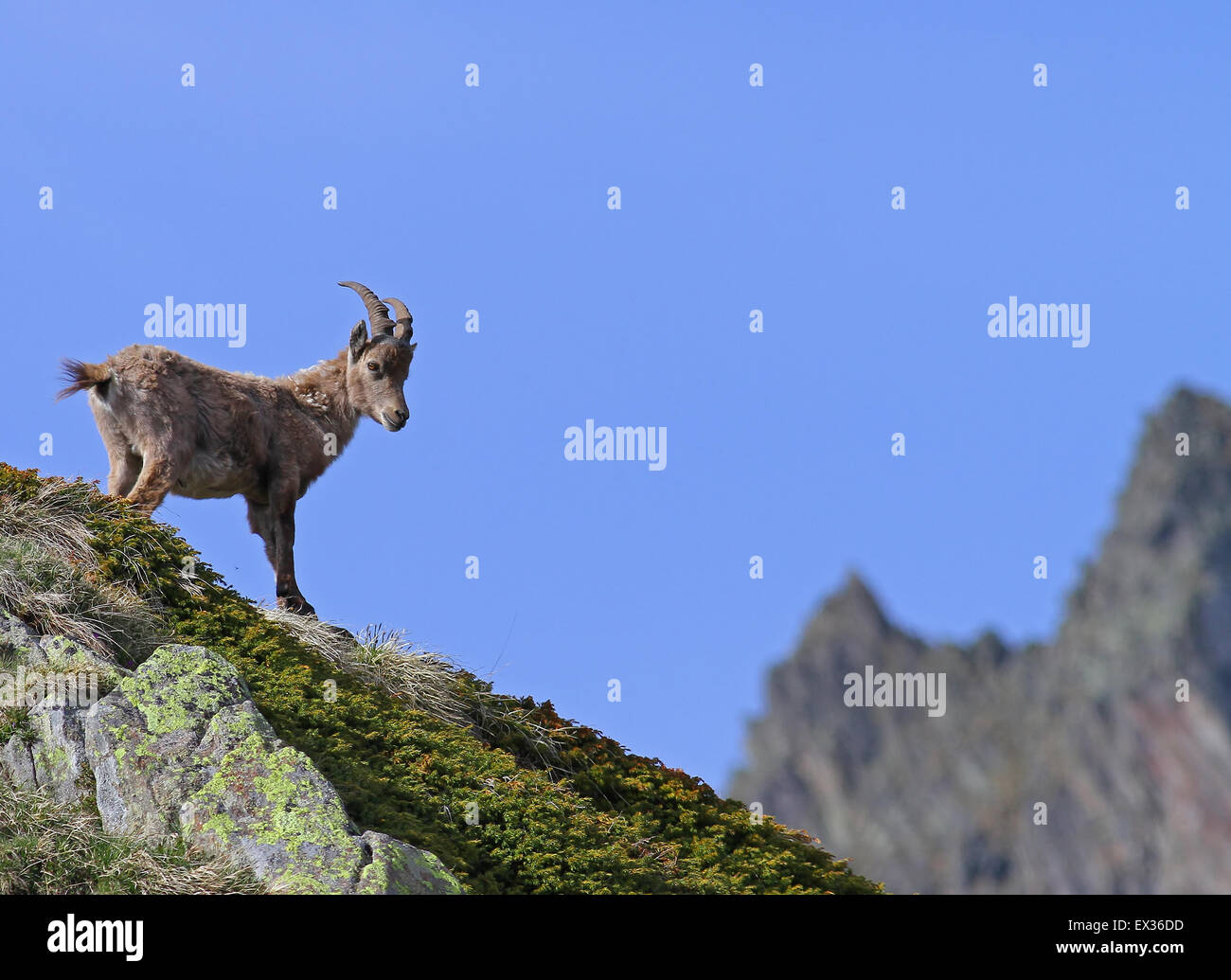 High altitude habitat hi-res stock photography and images - Alamy