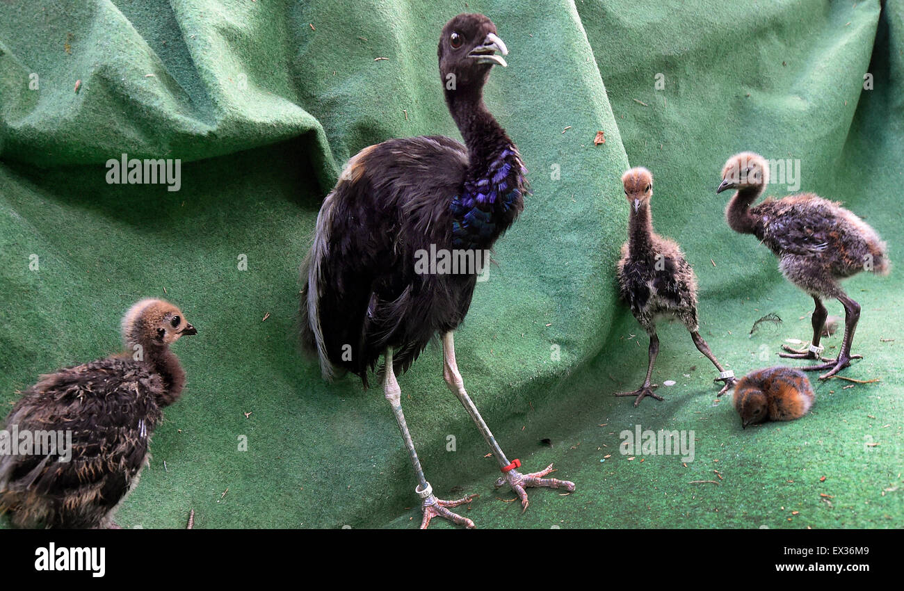 Grey winged trumpeter hi-res stock photography and images - Alamy
