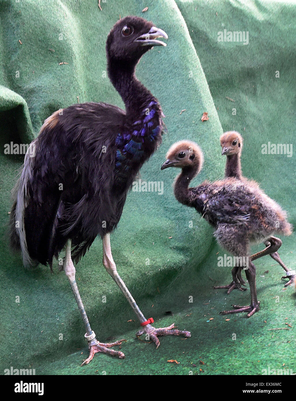 Baby grey-winged trumpeter chicks stand with their parent in an aviery ...