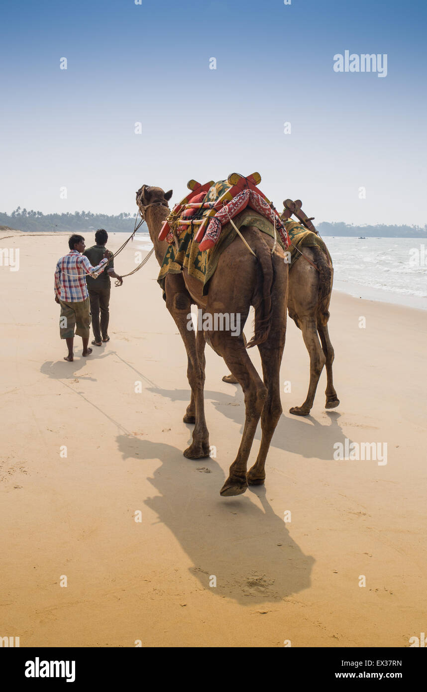 Indian cameleer - camel driver with camels Stock Photo - Alamy