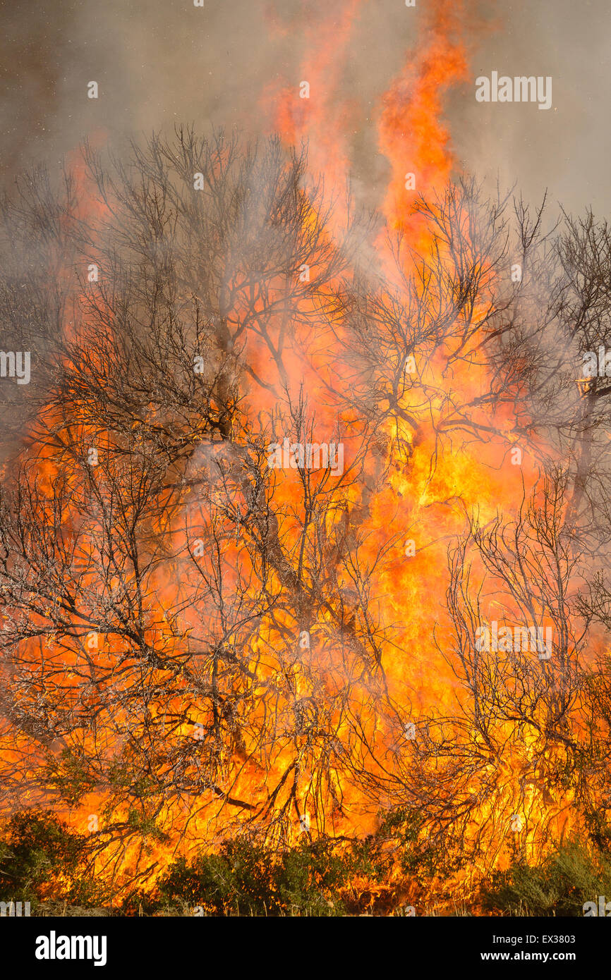 Fire tree hi-res stock photography and images - Alamy