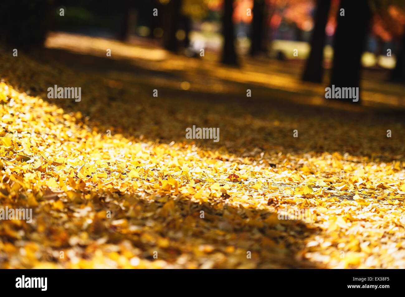 Scattering of leaves hi-res stock photography and images - Alamy