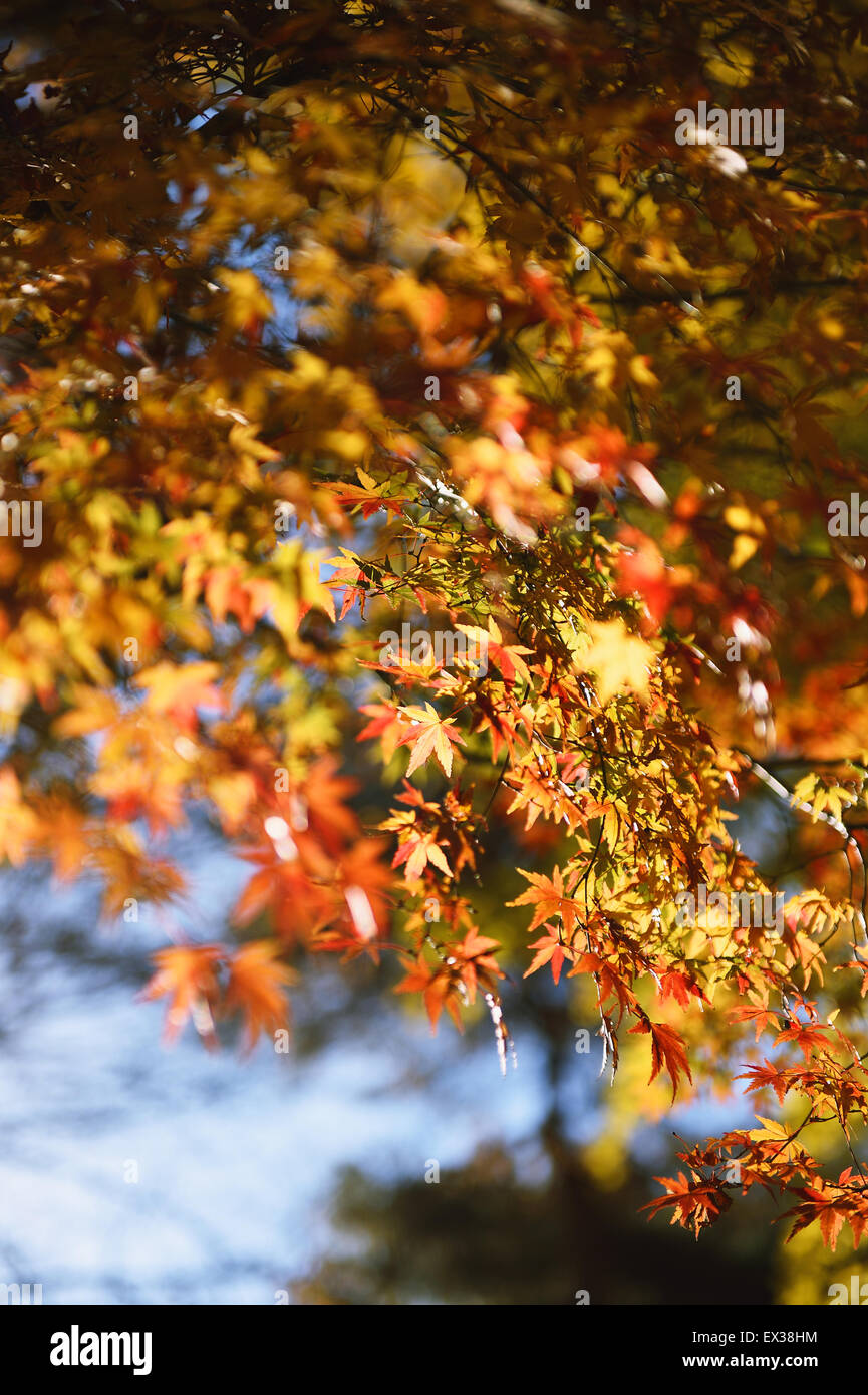 Group of trees with autumn leaves hi-res stock photography and images ...