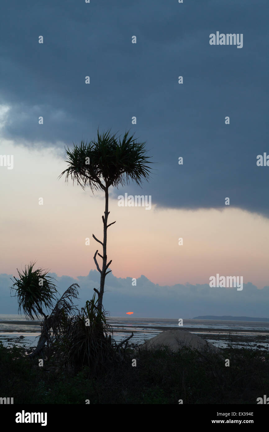 Silhouette of tropical palm tree on the beach during sunset on cloudy ...
