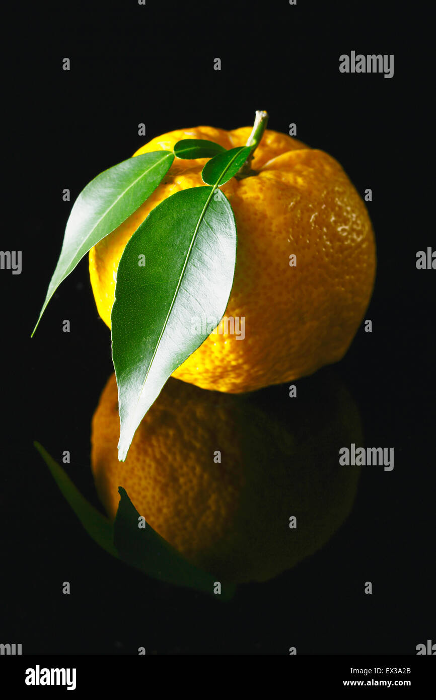 Yuzu plant hi-res stock photography and images - Alamy