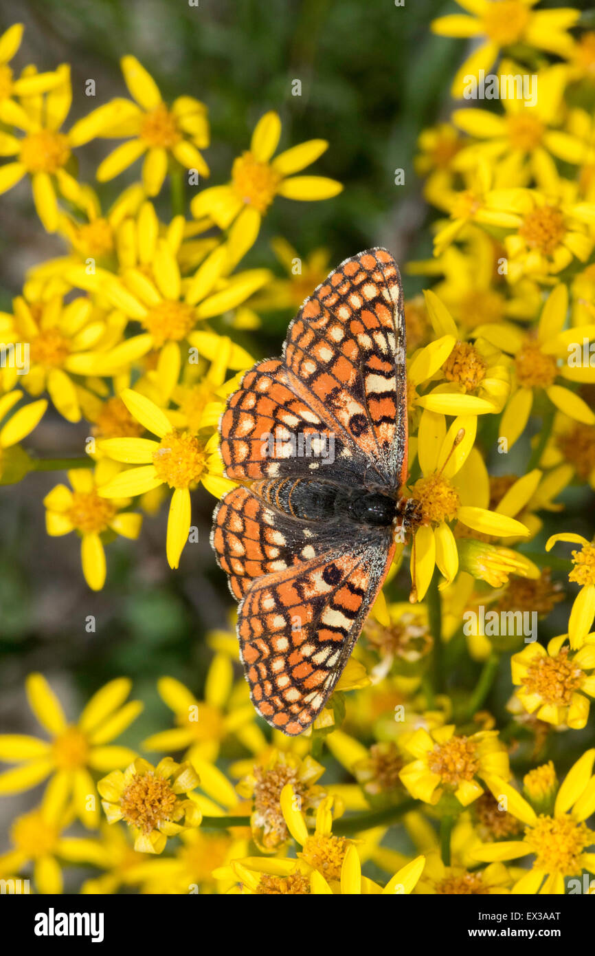 Edith's Checkerspot Euphydryas editha near Bryce Canyon National Park ...