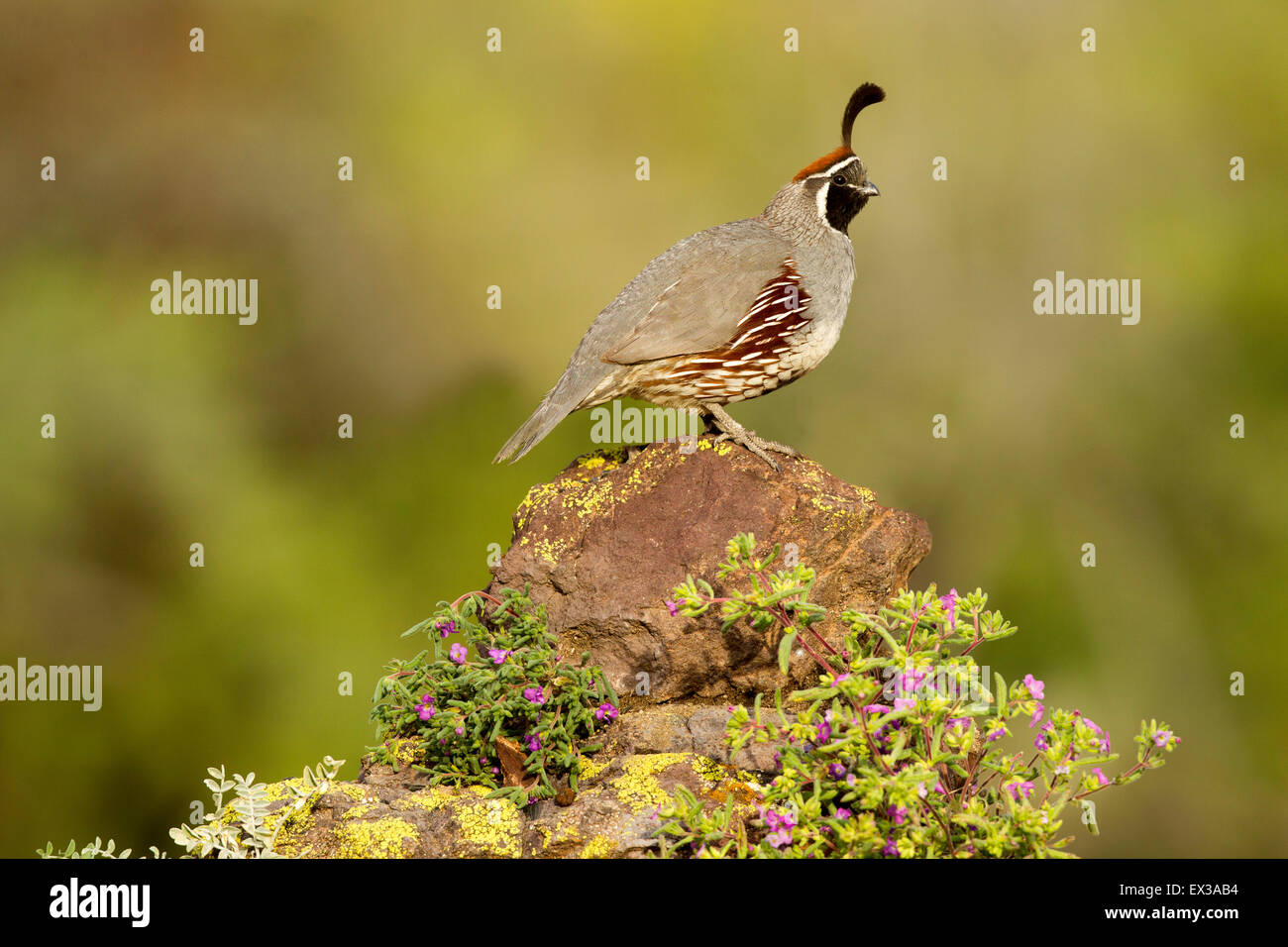 Gambel's Quail Callipepla gambelii Tucson, Arizona, United States 21 ...