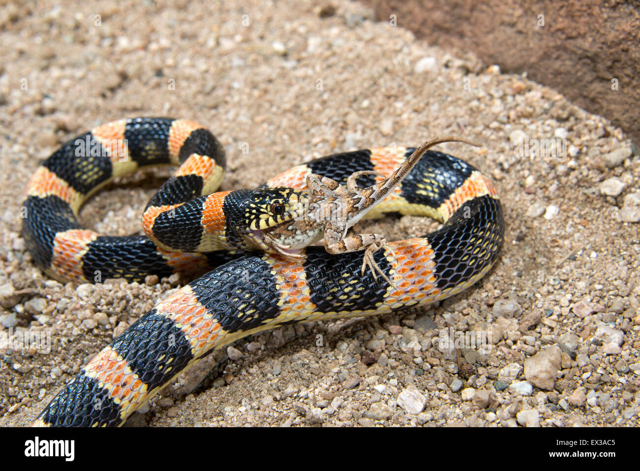 Long-nosed Snake Rhinocheilus lecontei Tucson, Arizona, United States ...