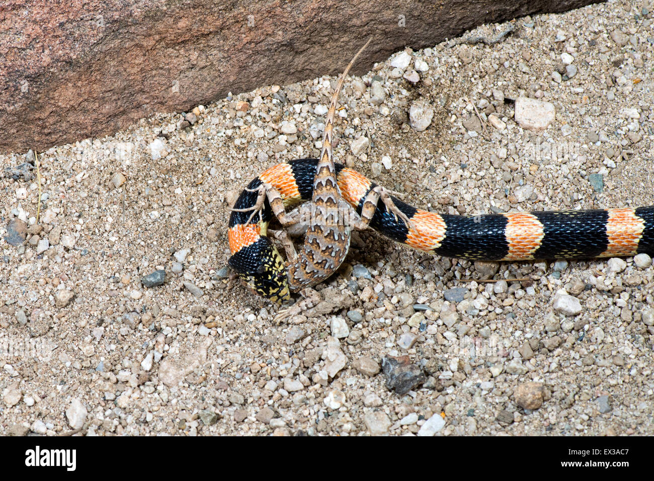 Long-nosed Snake Rhinocheilus lecontei Tucson, Arizona, United States ...