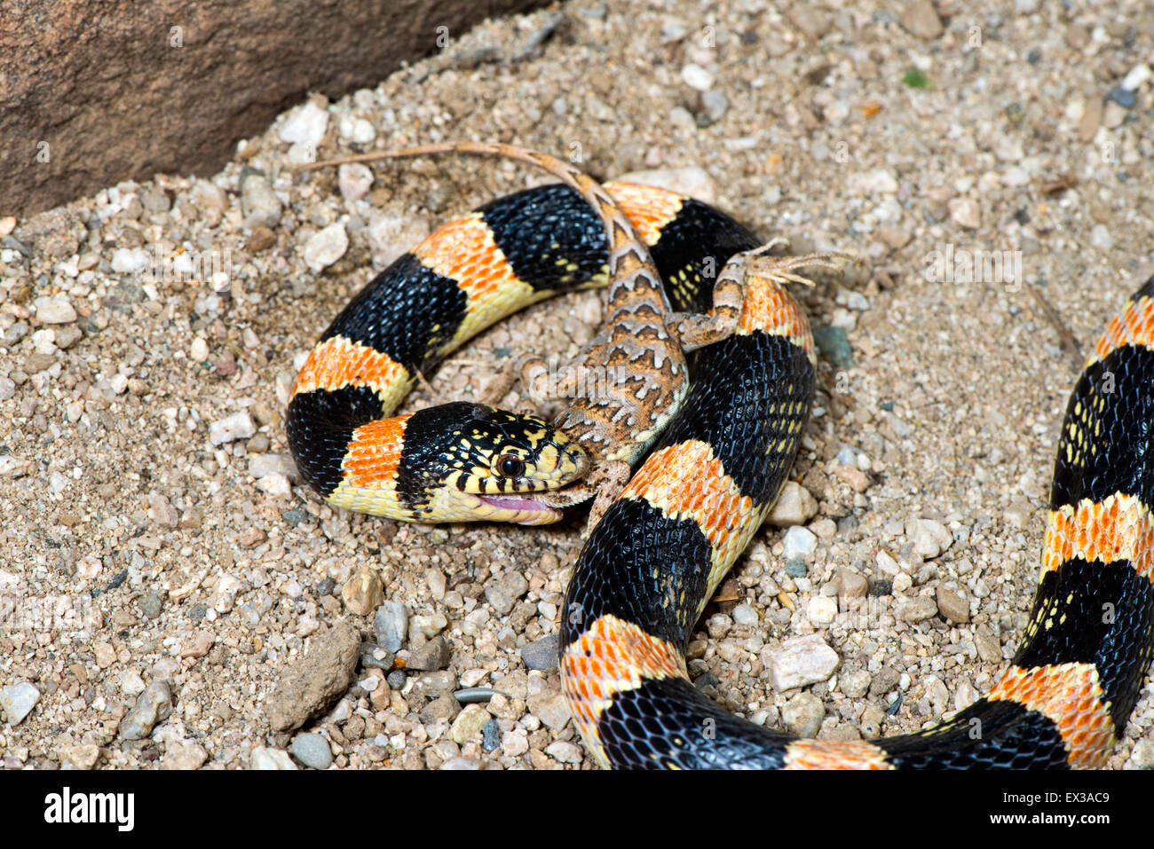 Long-nosed Snake Rhinocheilus lecontei Tucson, Arizona, United States ...
