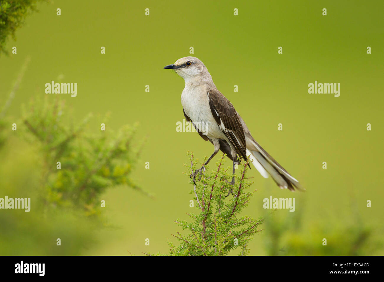 Arizona birding hi-res stock photography and images - Alamy