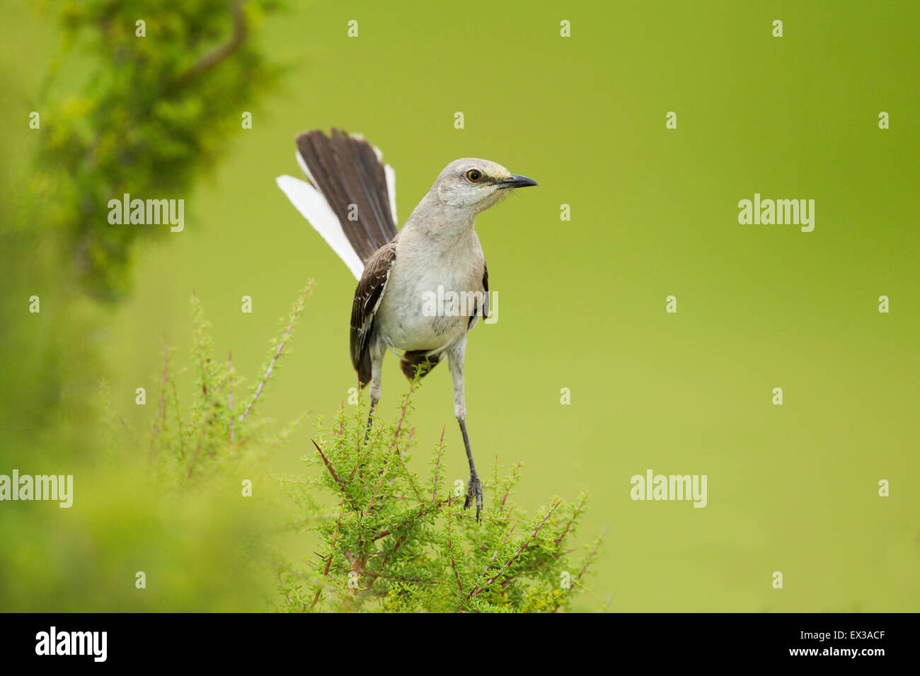 Northern Mockingbird Mimus polyglottos Tucson, Pinal County, Arizona ...