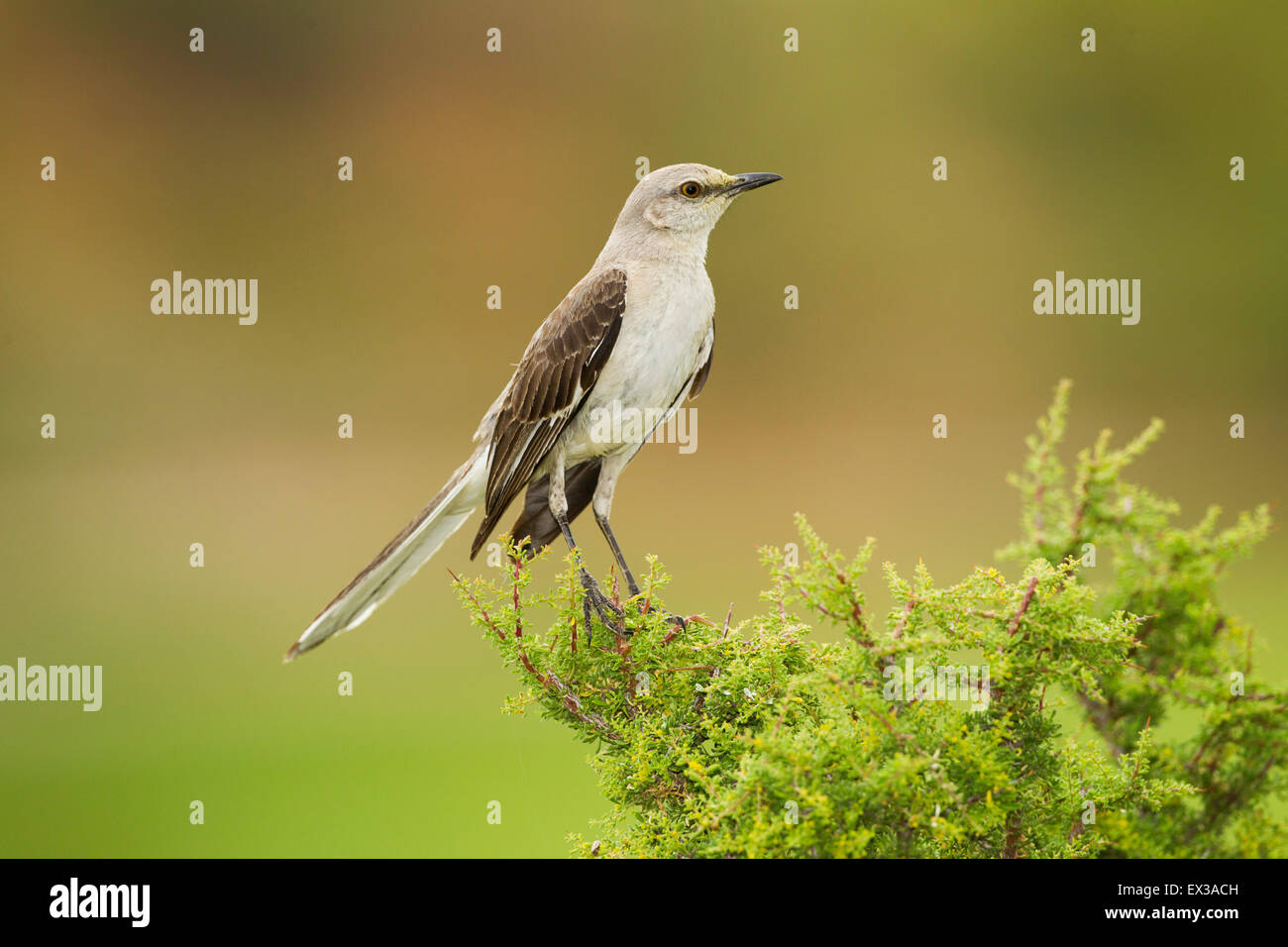 Northern mockingbird wings hi-res stock photography and images - Alamy