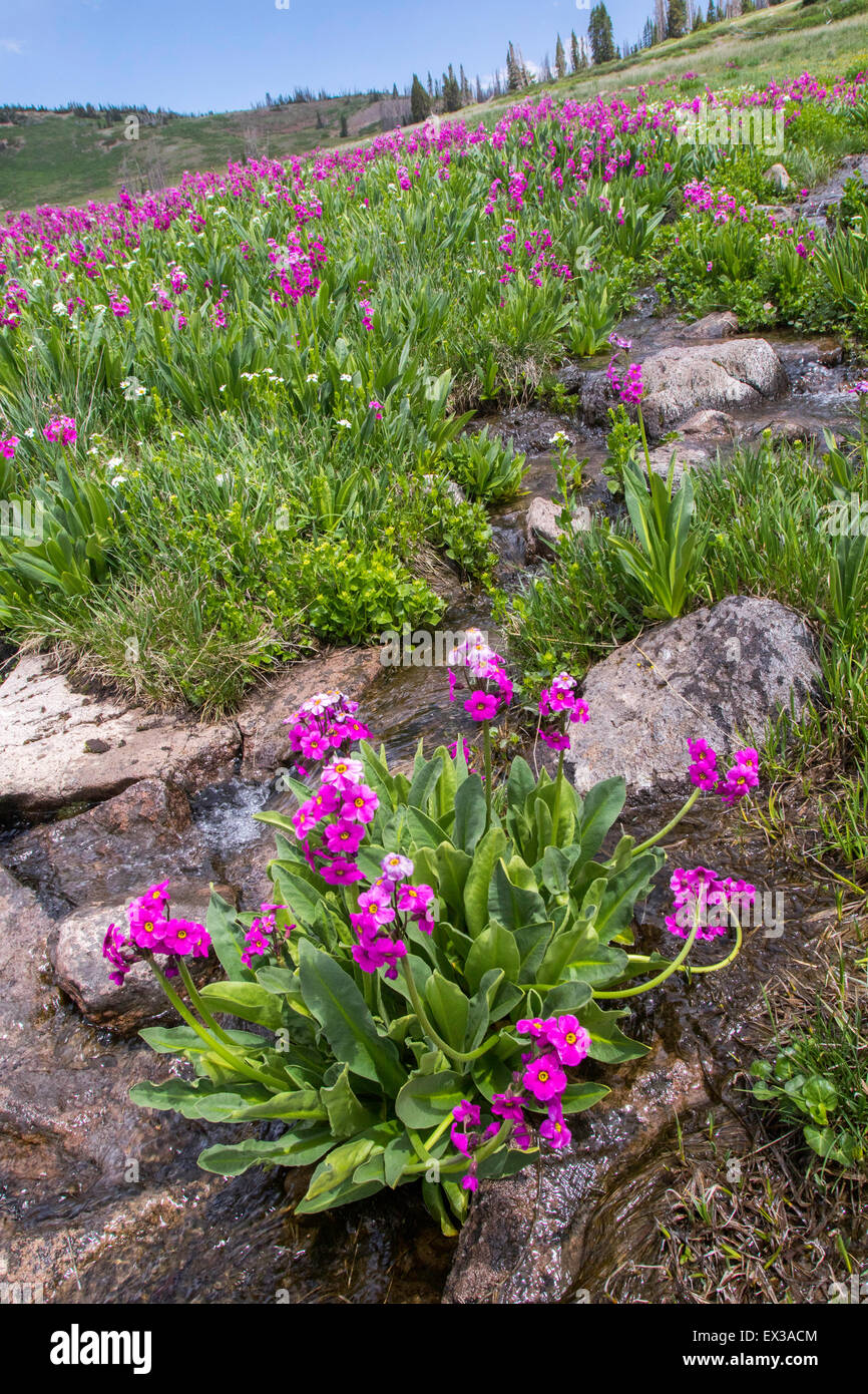 Parry's Primrose (Primula parryi) and Heartleaf Bittercress (Cardamine ...