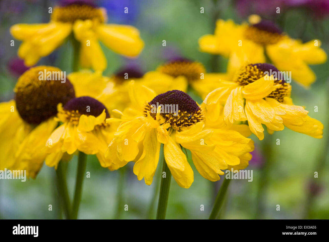 Helenium 'Tip Top' in the flower border Stock Photo - Alamy