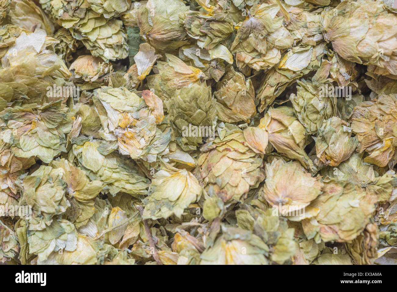 Dried hops hi-res stock photography and images - Alamy
