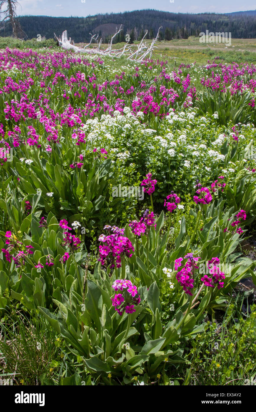 Parry's Primrose (Primula parryi) and Heartleaf Bittercress (Cardamine ...