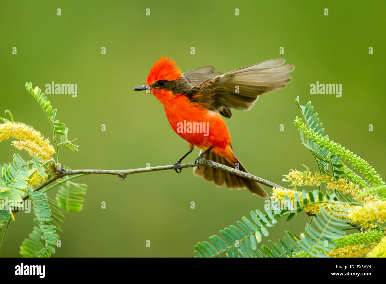 Vermilion Flycatcher Pyrocephalus rubinus Catalina, Pinal County ...