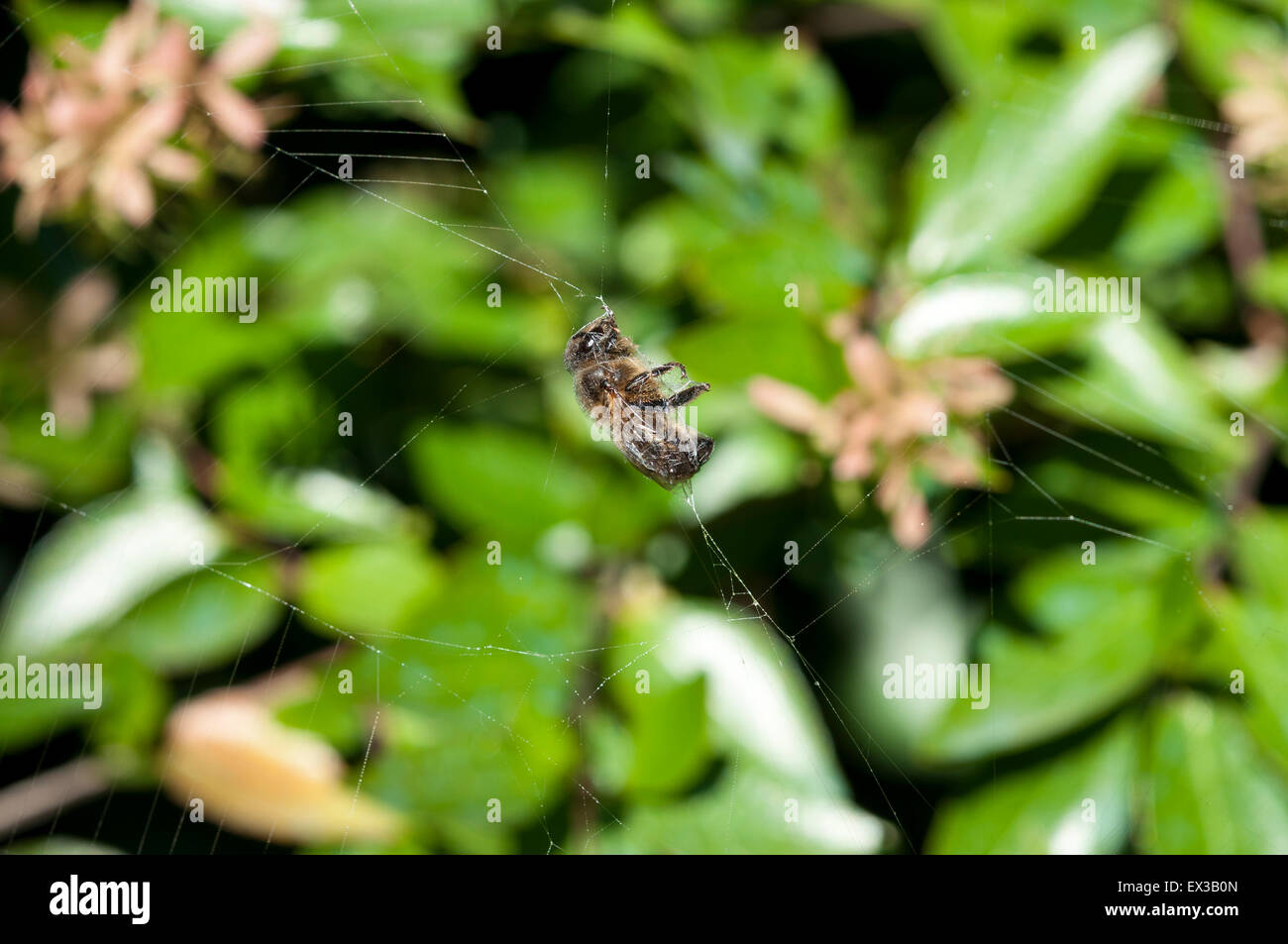 Honey bee caught in hi-res stock photography and images - Alamy