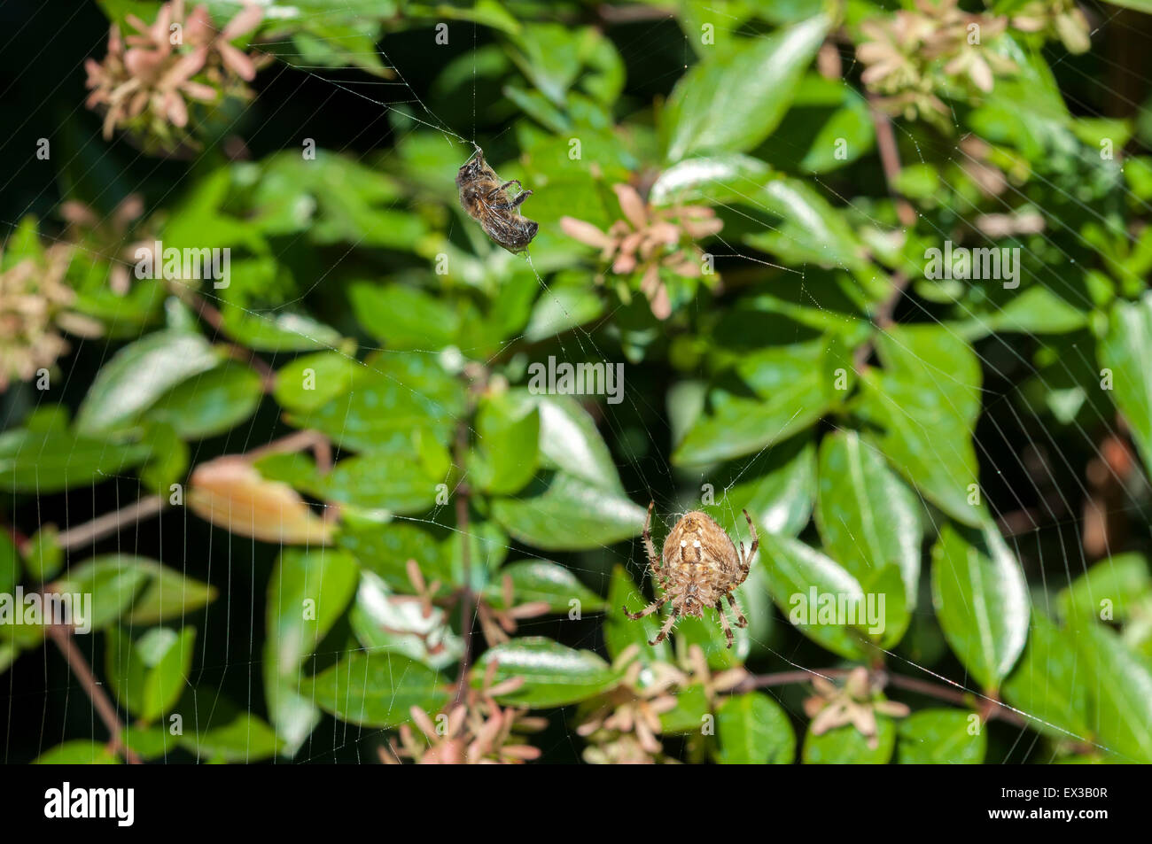 Honey bee caught in hi-res stock photography and images - Alamy