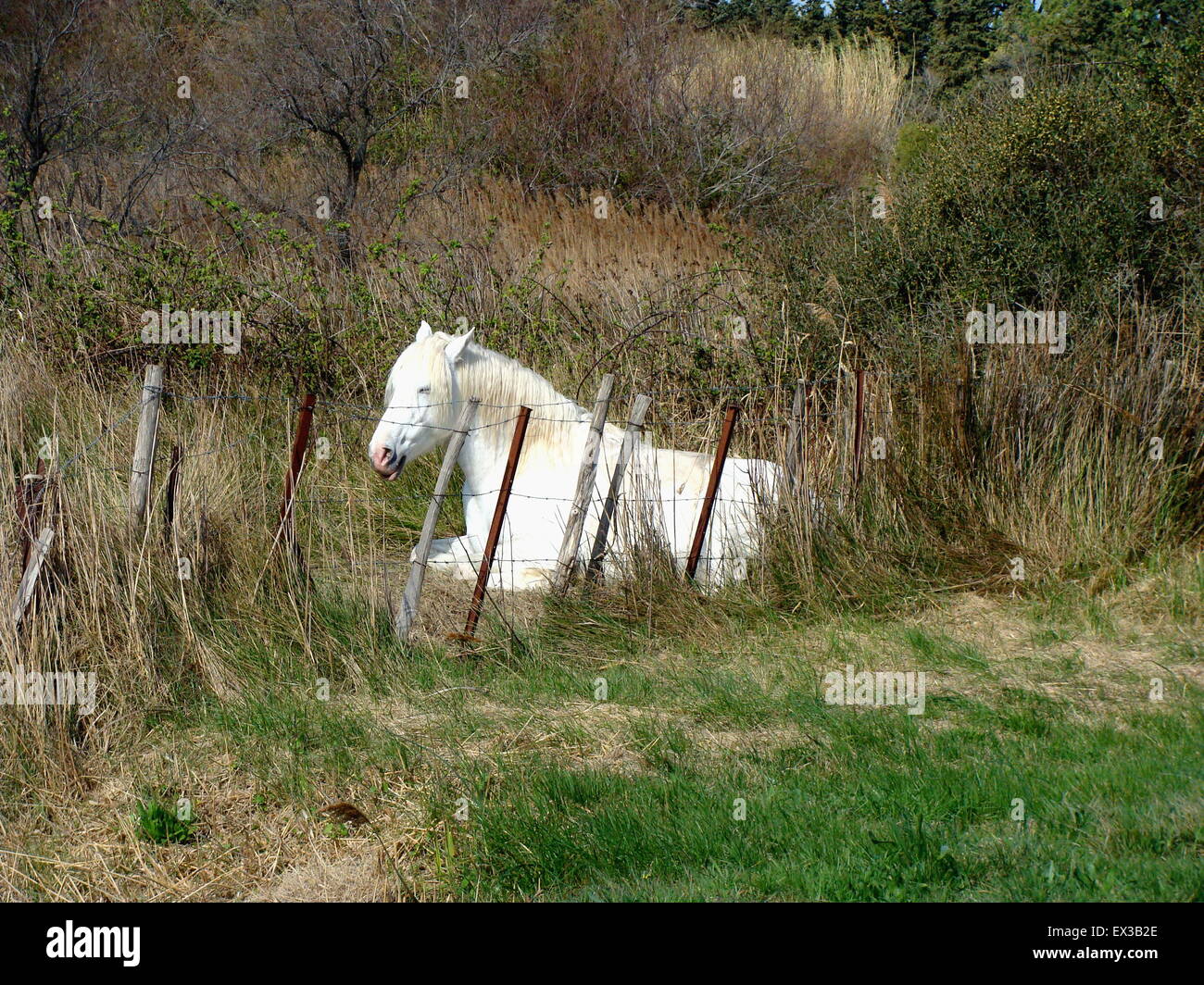 Horse sitting down hi-res stock photography and images - Alamy