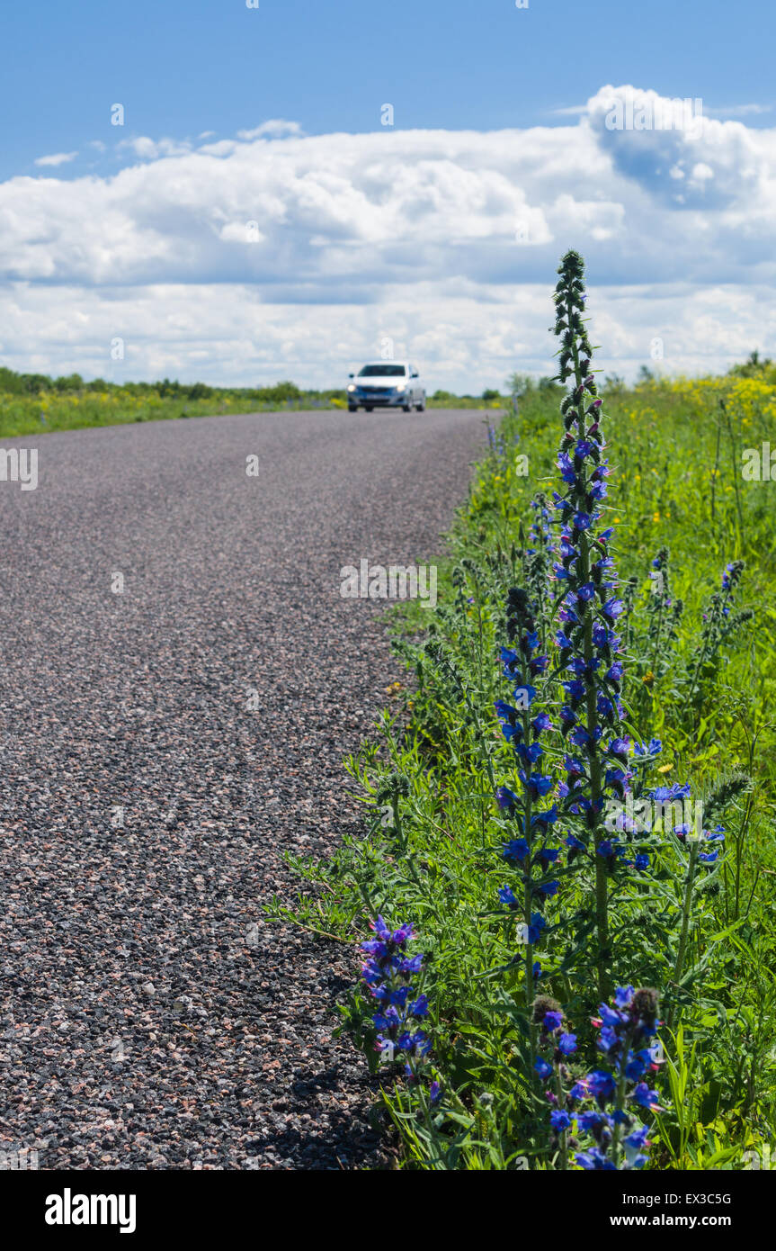 Roadside flowers hi-res stock photography and images - Alamy