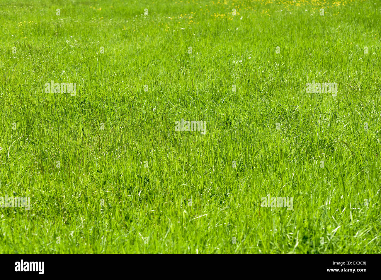 Spring grass leaves hi-res stock photography and images - Alamy