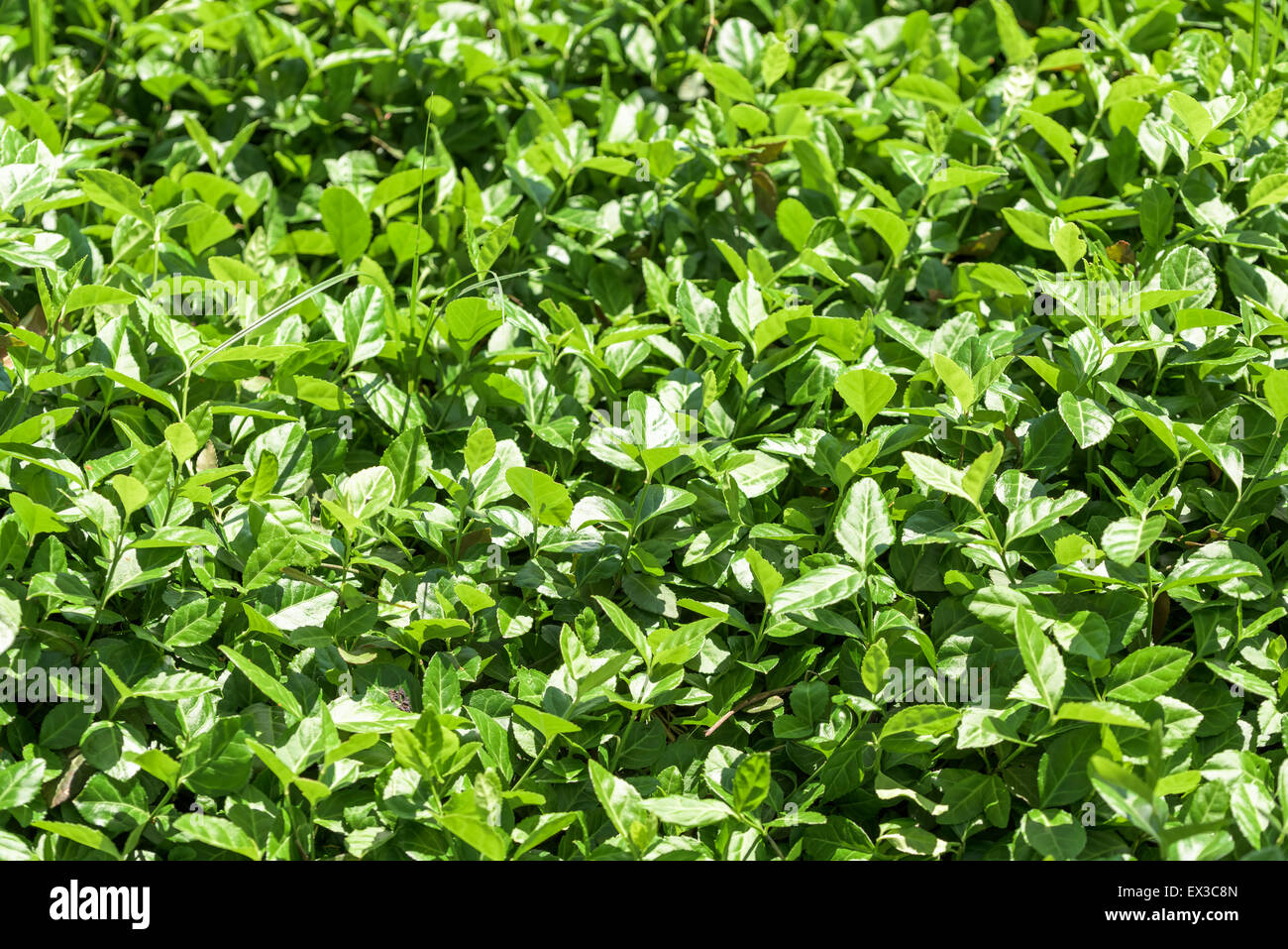 Green bush background hi-res stock photography and images - Alamy