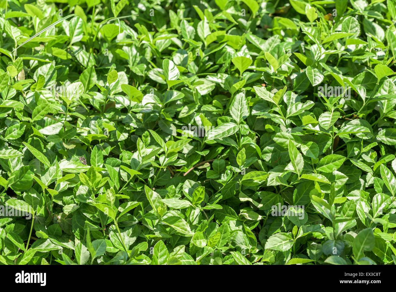 Green bush background hi-res stock photography and images - Alamy