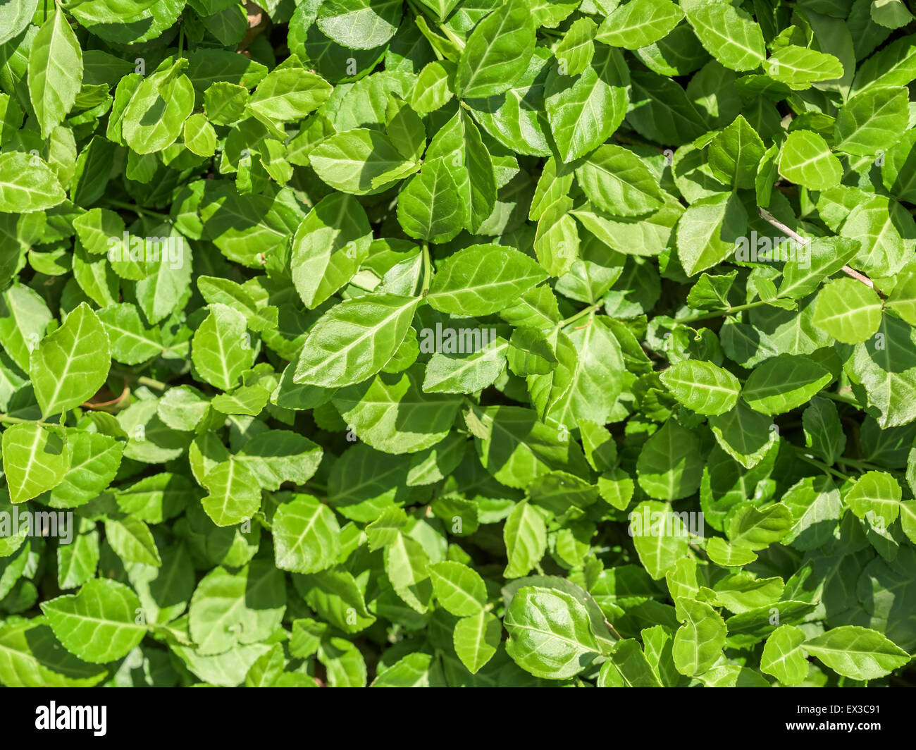 Green bush background hi-res stock photography and images - Alamy