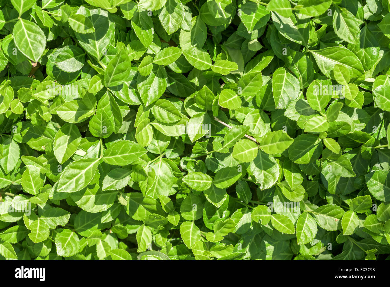 Fresh Green Bush Leaves Background Stock Photo - Alamy