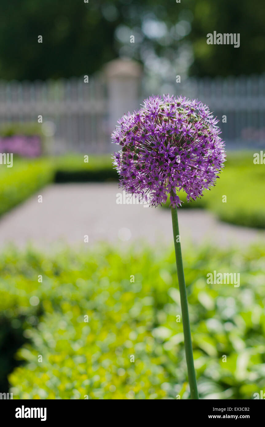 Blossom of the garlic flower (Allium Giganteum) in the garden Stock ...