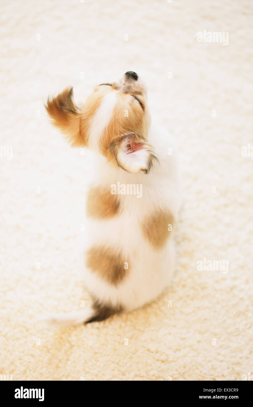 Rear view sitting chihuahua hi-res stock photography and images - Alamy