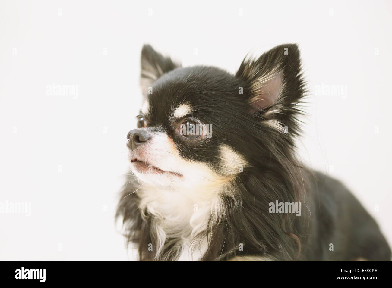 Lineage black background hi-res stock photography and images - Alamy