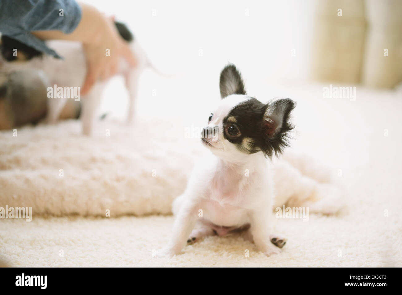 Chihuahua adult white dog sitting hi-res stock photography and images ...