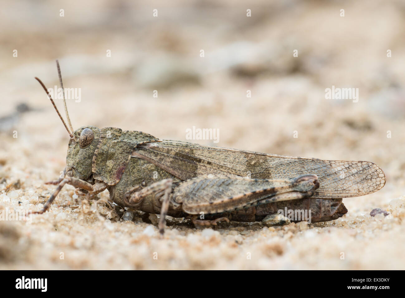 Blue-winged grasshopper (Oedipoda caerulescens), Lüneburg Heath, Lower ...