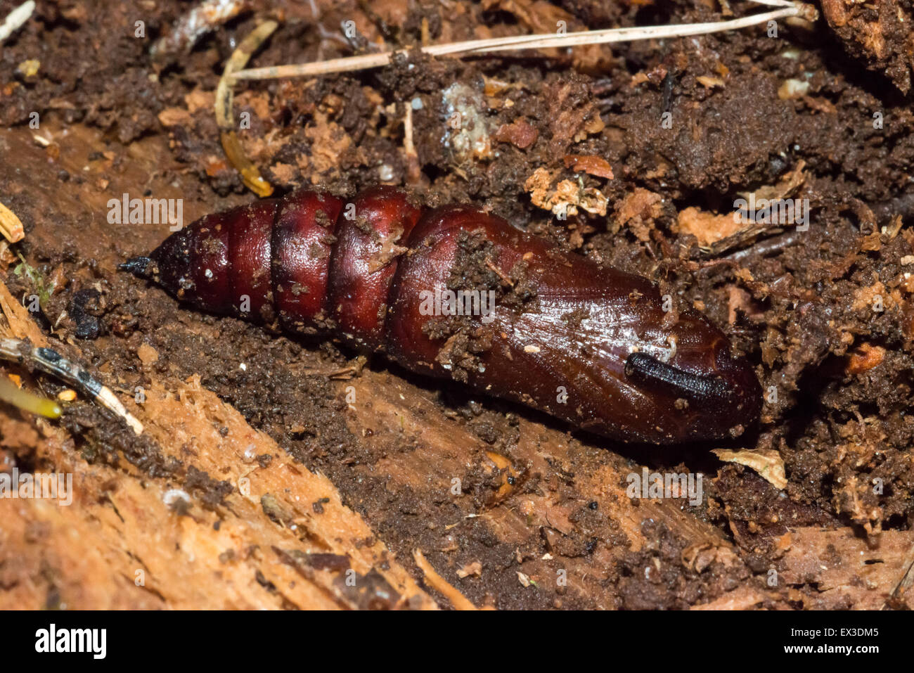 Privet hawkmoth pupa hi-res stock photography and images - Alamy