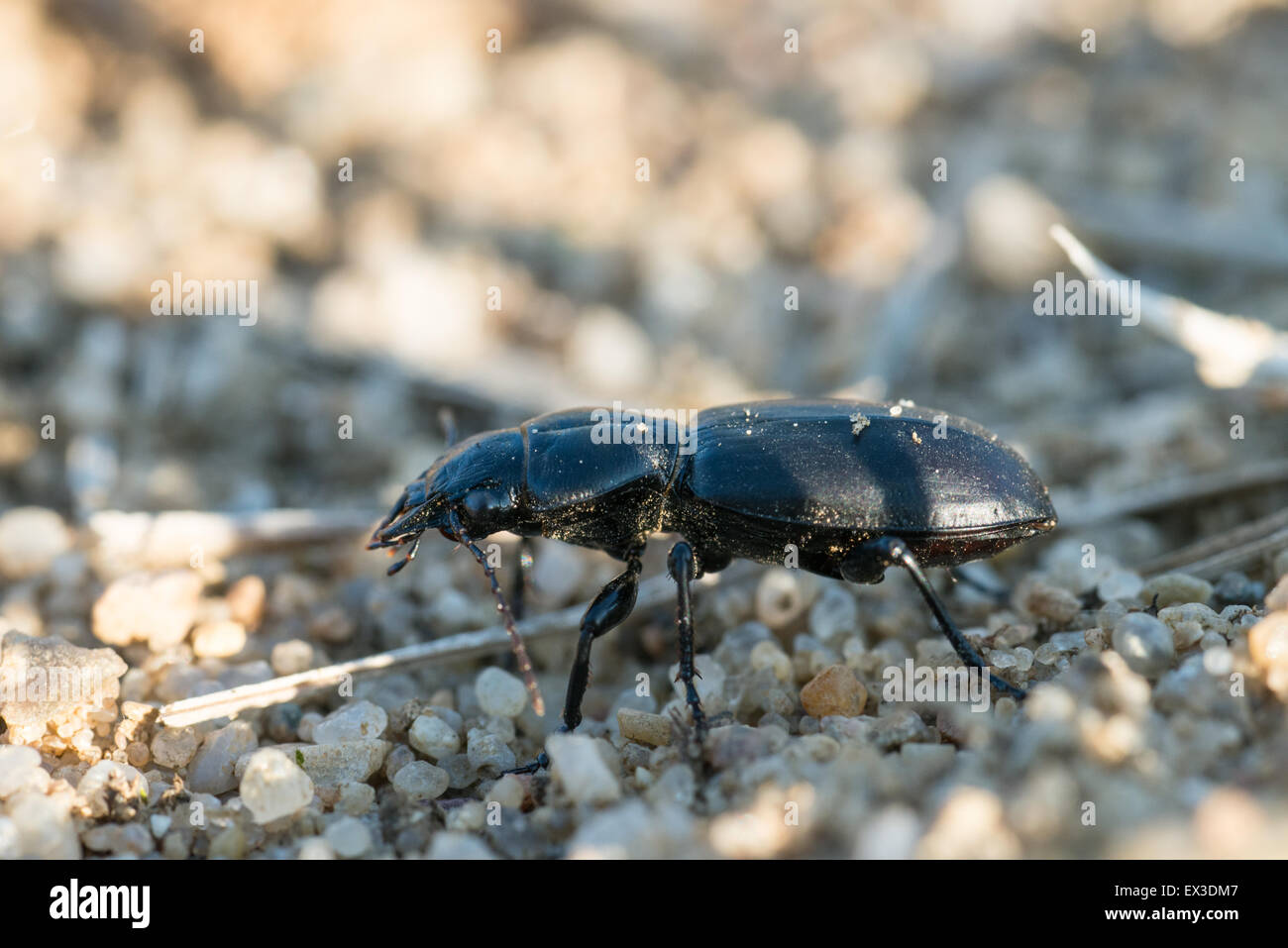 Broscus cephalotes hi-res stock photography and images - Alamy