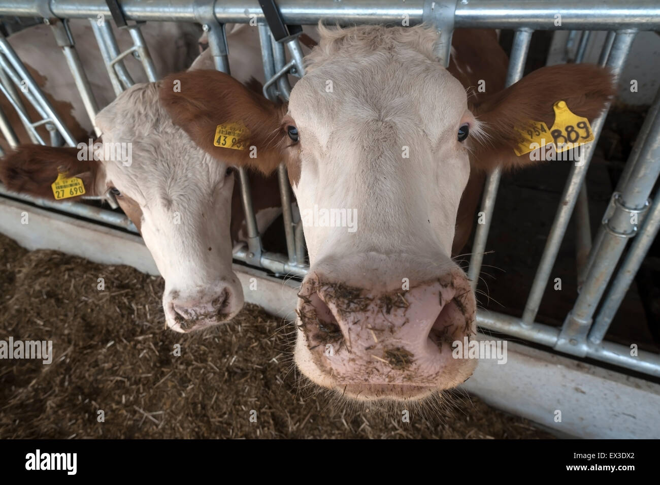 Loose Housing High Resolution Stock Photography and Images - Alamy