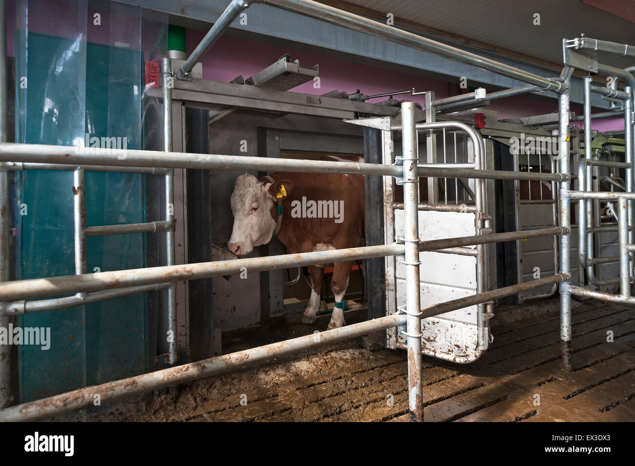 Modern milking hi-res stock photography and images - Alamy