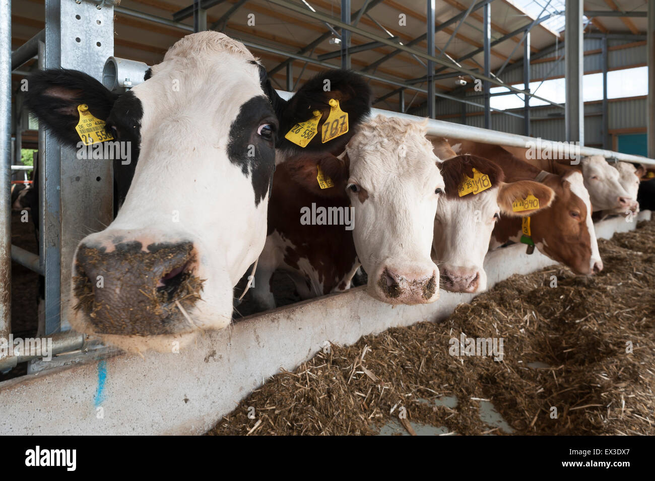 Dairy cows at the feed fence in modern loose housing, Bavaria, Germany ...