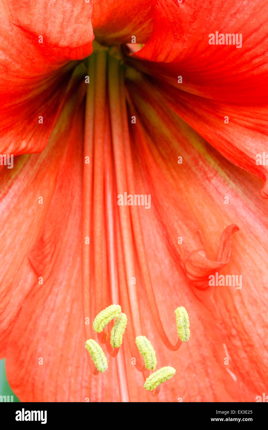 Flower filament stigma hi-res stock photography and images - Alamy