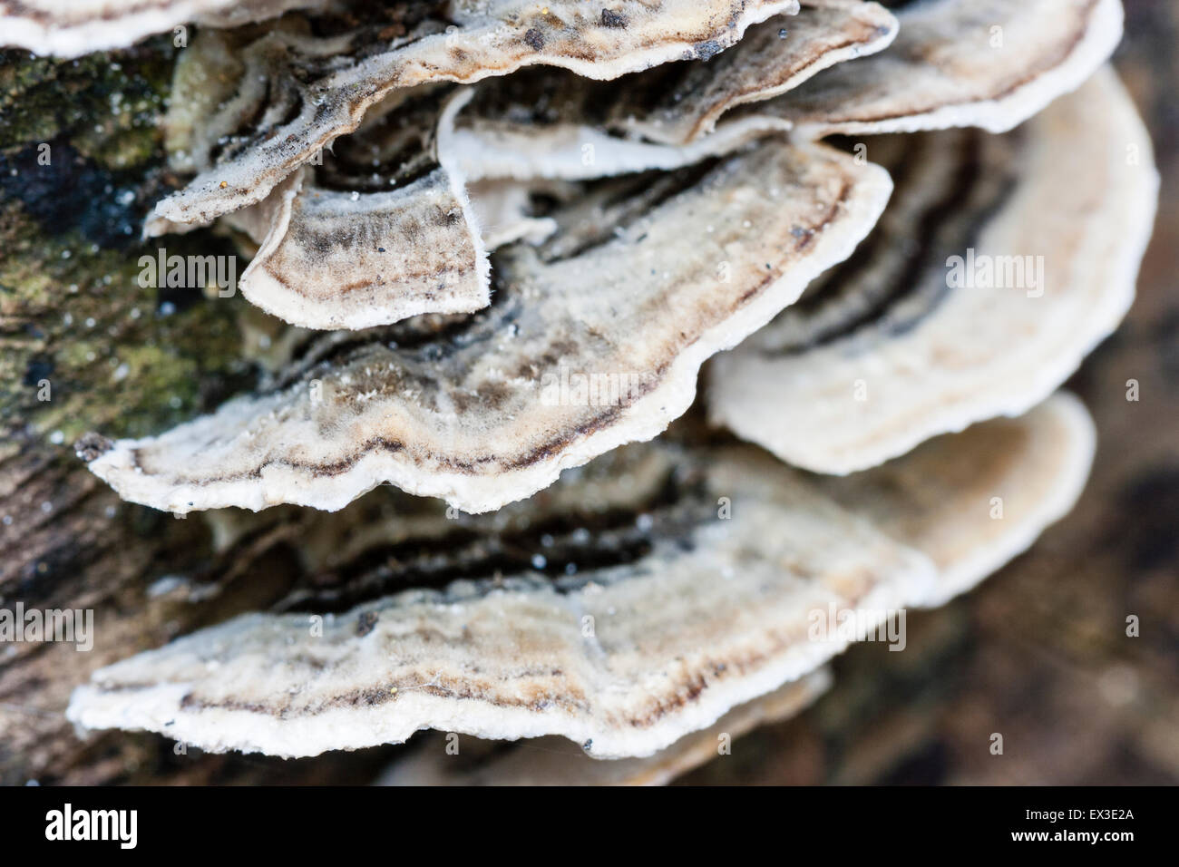 Close up of a colony of multicolored layer fungi, half rounded shapes ...