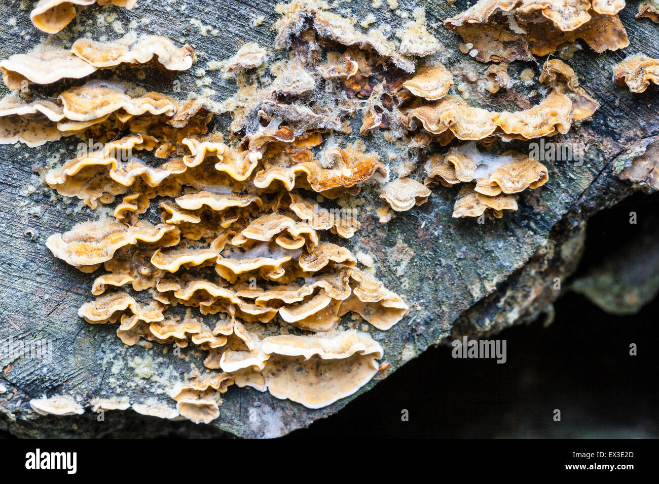 Close up of a colony of multicolored layer fungi, half rounded shapes ...