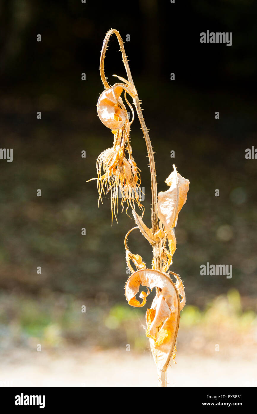 Single dead flower standing along lit up by sunshine in late afternoon ...