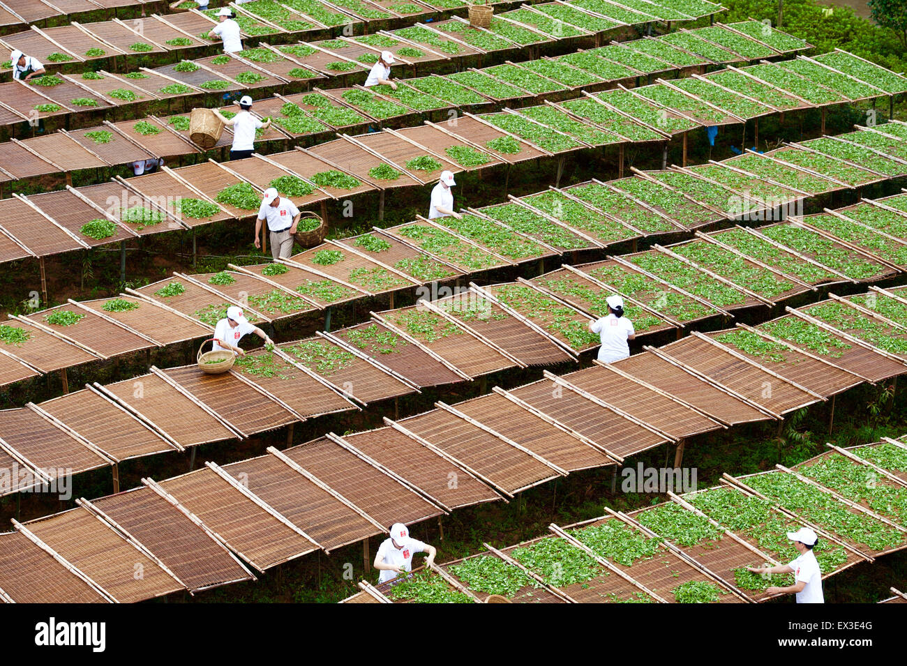 Fuding, China's Fujian Province. 6th July, 2015. Tea growers dry tea ...
