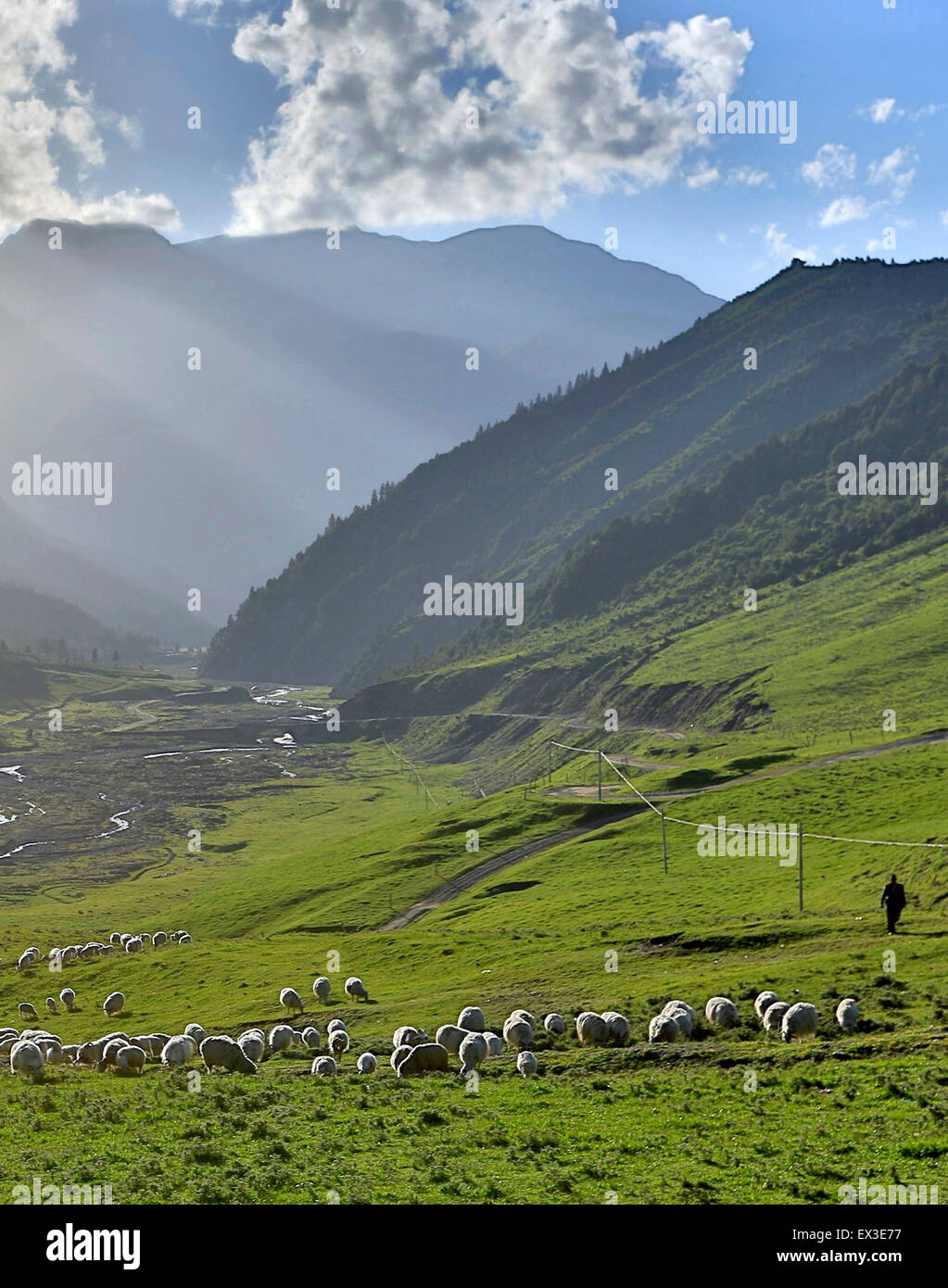 Wuwei, China's Gansu Province. 5th July, 2015. Flocks of sheep eat ...